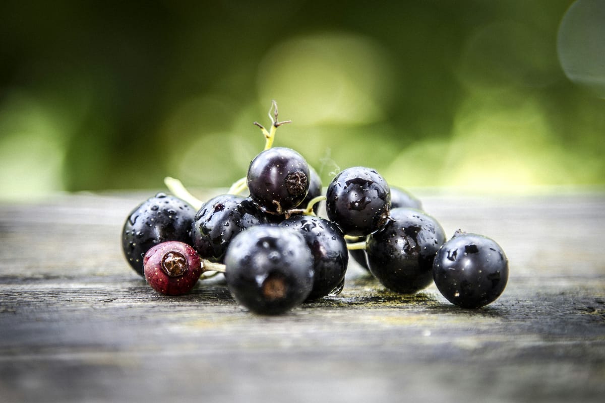 Ribena owner Suntory invests nearly £1mn in climate-resilient berry ...