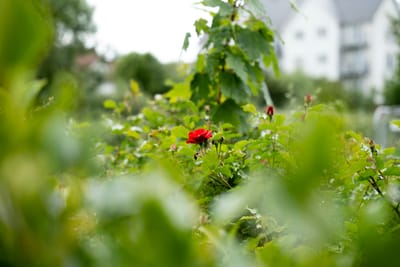 Carbon market hit US$1bn in 2025 – with higher prices offsetting lower ...